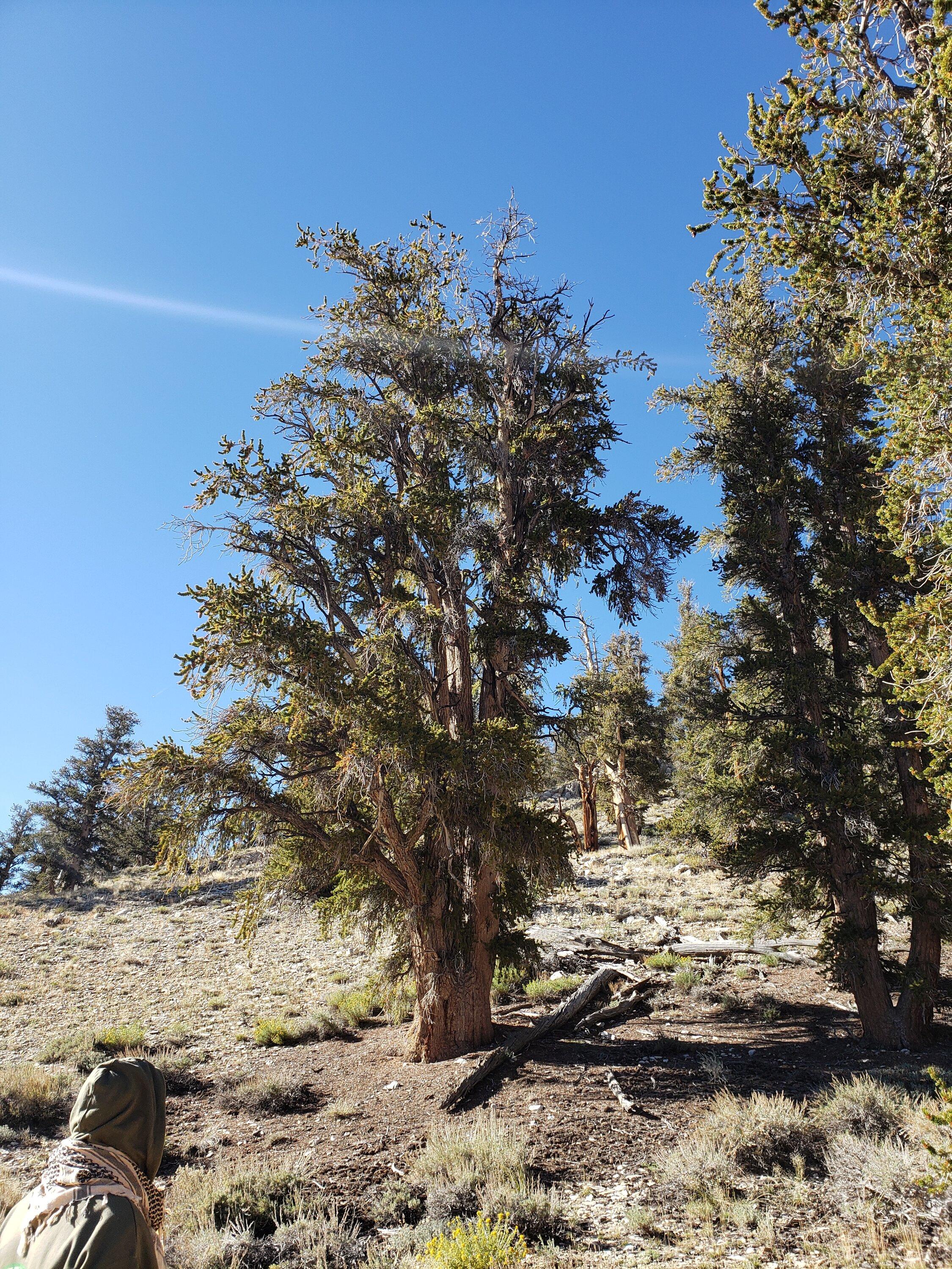 Trip: 10 rigs, 5 days to Eastern Sierras, Bristlecone Pines, Coyote ...