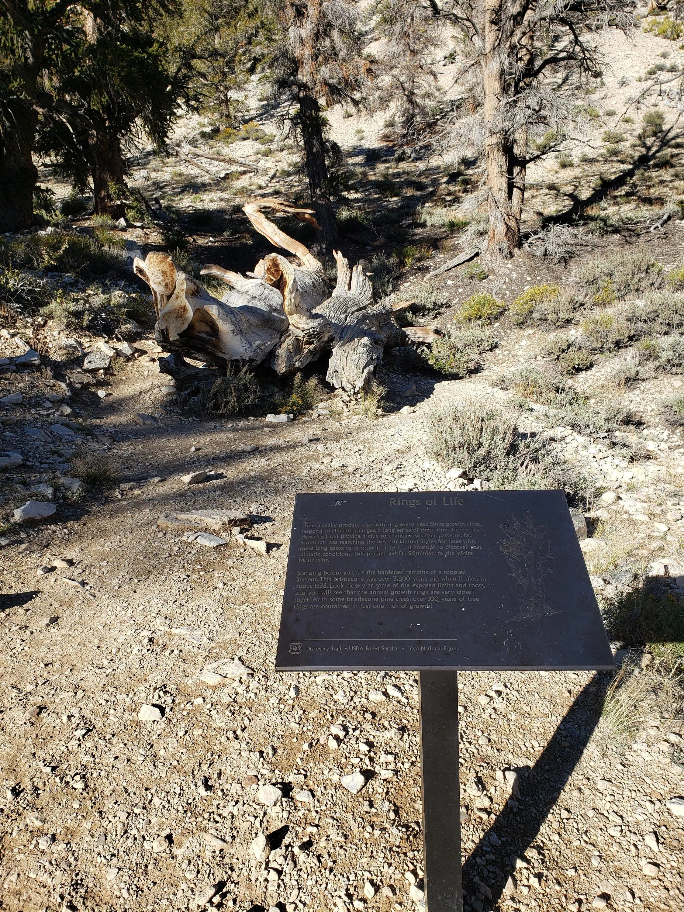 Trip: 10 rigs, 5 days to Eastern Sierras, Bristlecone Pines, Coyote ...